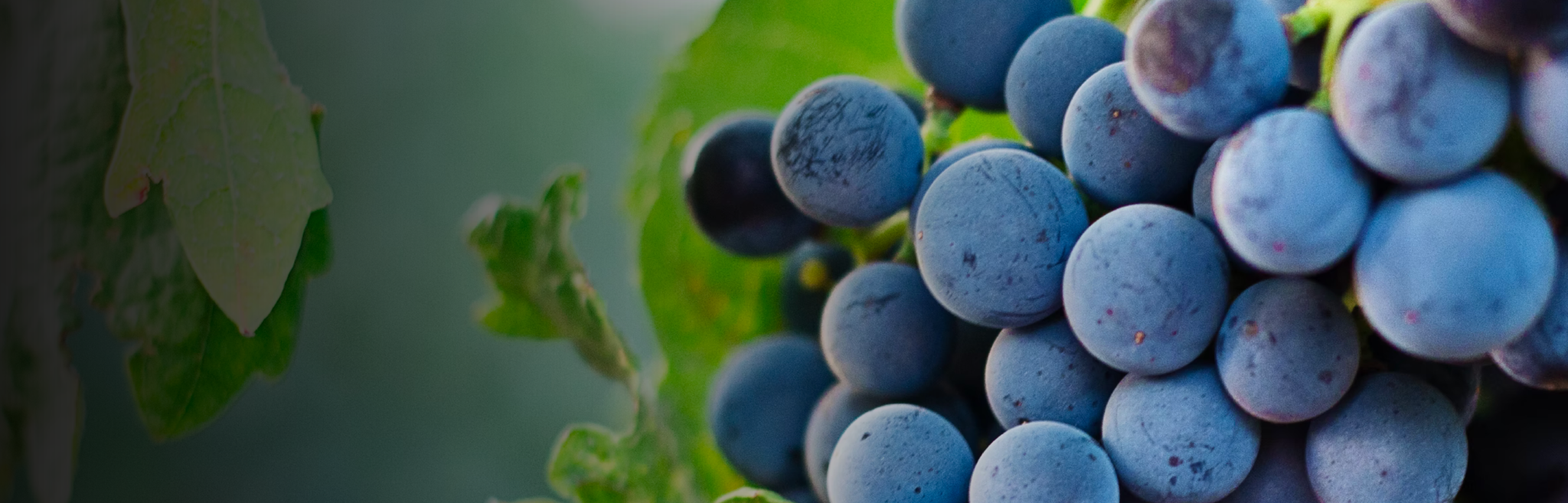 Productos enológicos y maquinaria para bodegas - AGROVIN