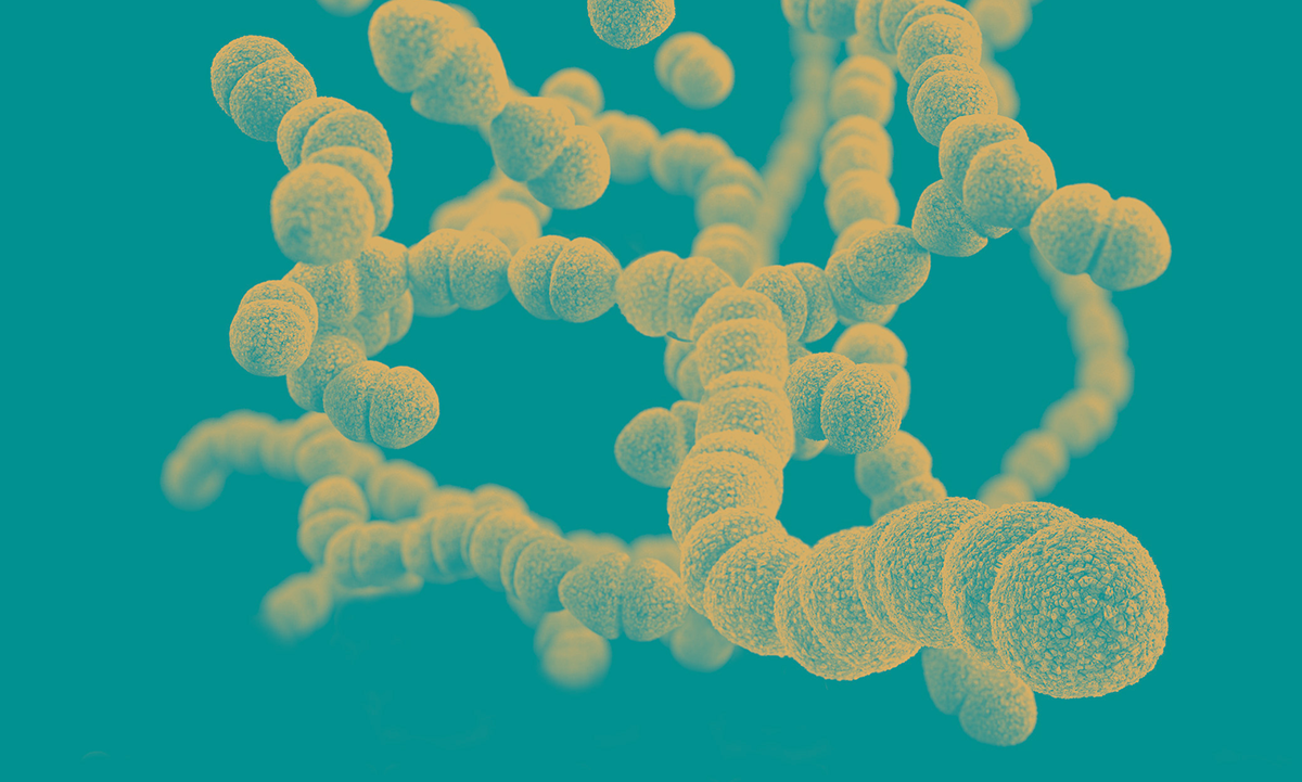 ¿Cuándo es el mejor momento para aplicar bacterias lácticas al vino ...